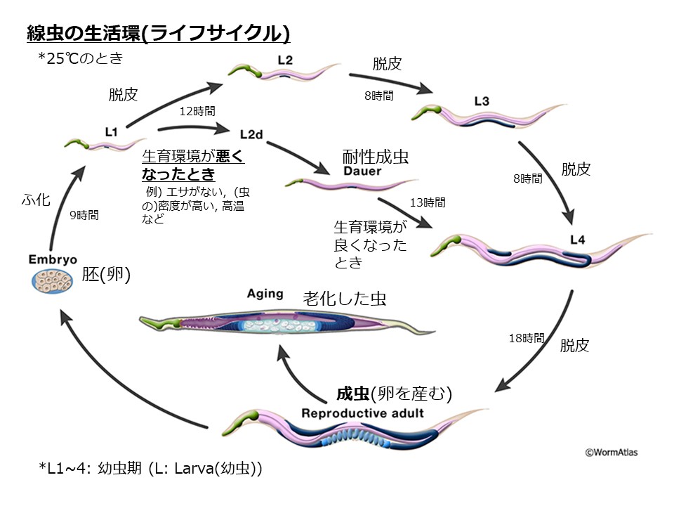 線虫C. elegansとは? - ★線虫 C. elegans ～約1ミリのモデル生物で切り拓く生命科学～ - Cute.Guides at ...