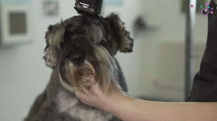Provide Grooming Services for Companion Animal Comfort - Veterinary ...