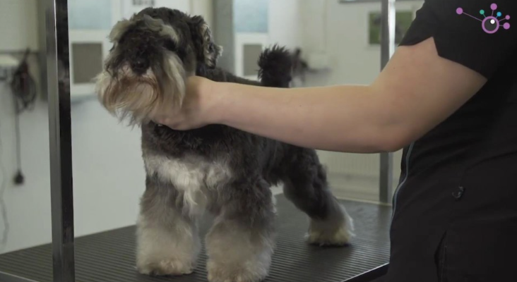 Provide Grooming Services for Companion Animal Comfort - Veterinary ...