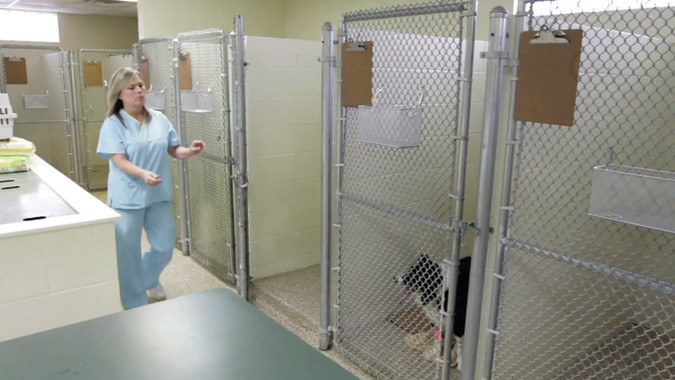 Feed & Water Animals - Veterinary Nursing - Library at The Gordon