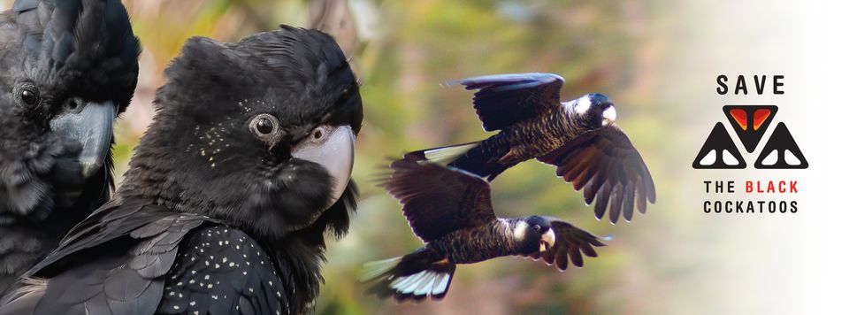 Black Cockatoos - How do we safeguard our future? - LibGuides at Bob ...