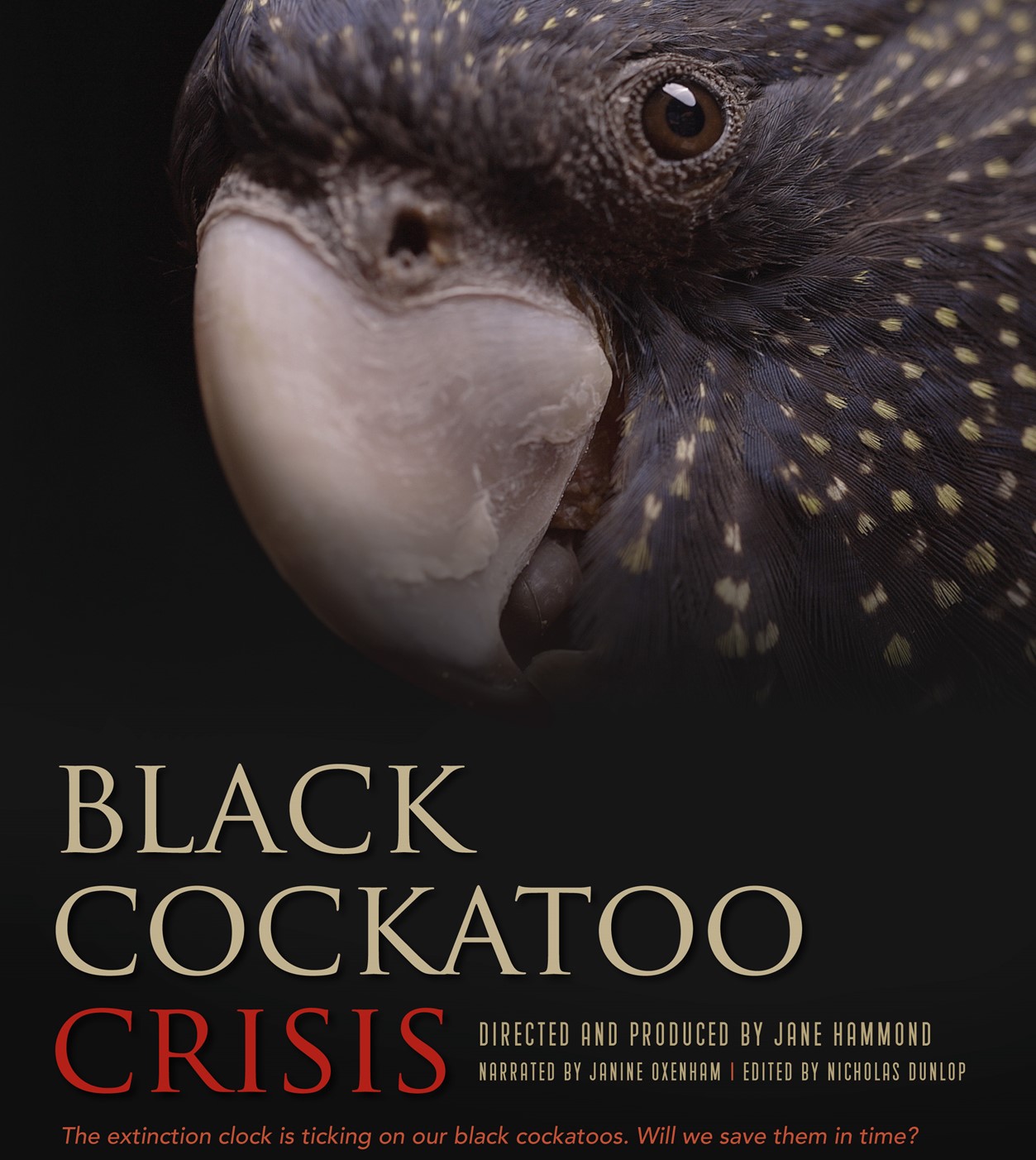 Black Cockatoos - How do we safeguard our future? - LibGuides at Bob ...