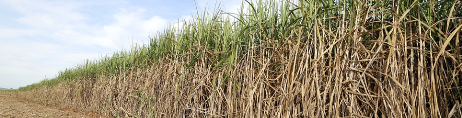 Sugarcane - Sustainable Biomes - MCcentral MacKillop College at ...