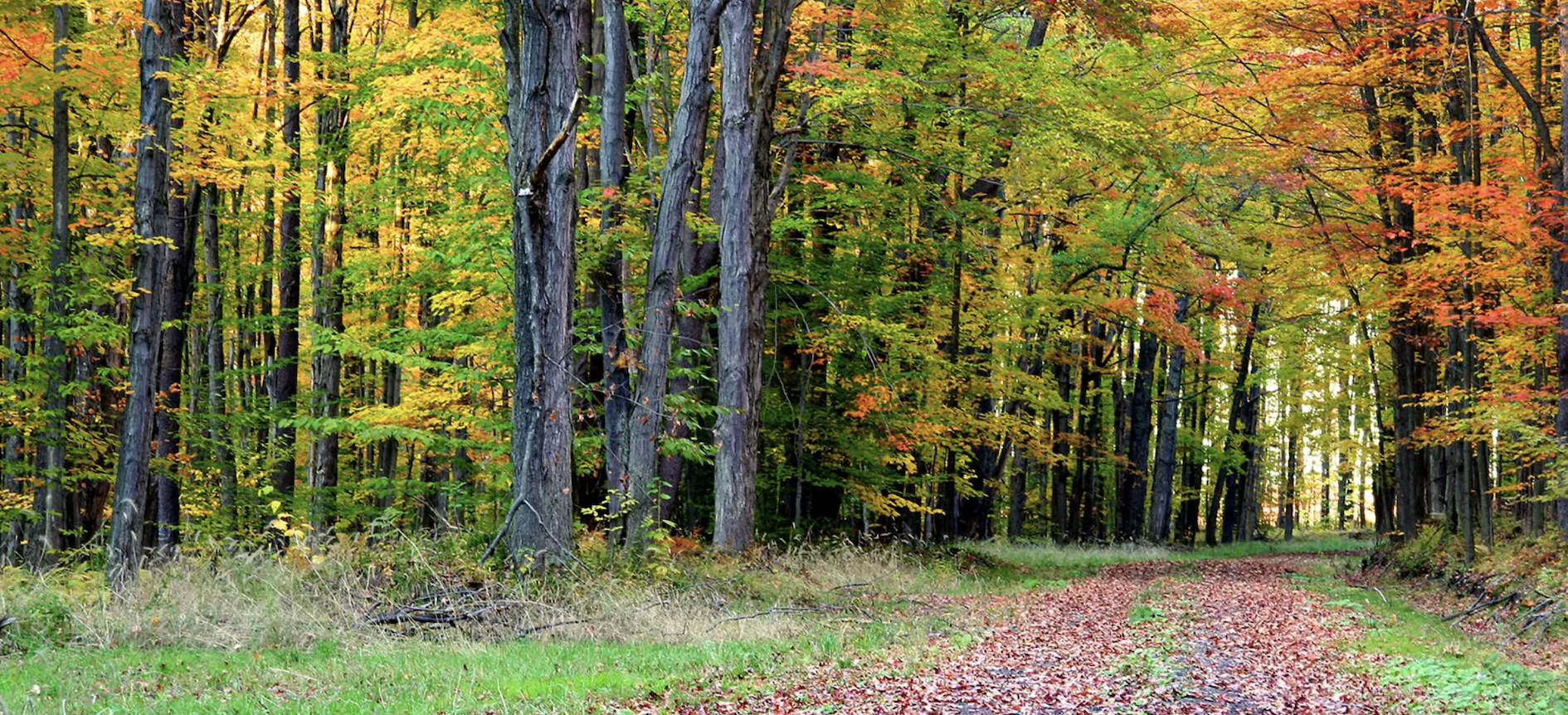 Temperate Deciduous Forest Europe