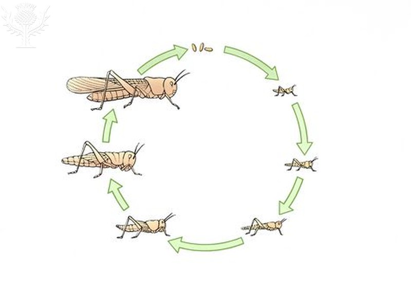Life Cylces - Year 6: Endangered or Extinct? - LibGuides at Wellington ...